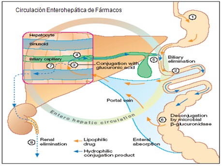 Biotransformación: Qué es y cómo actúa - SaluddeHoy.com