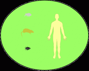 ¿De qué se trata esa enfermedad llamada Tifus? - SaluddeHoy.com